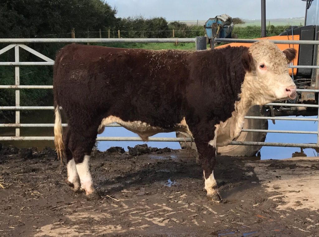 Cornwall - South Western Hereford Association