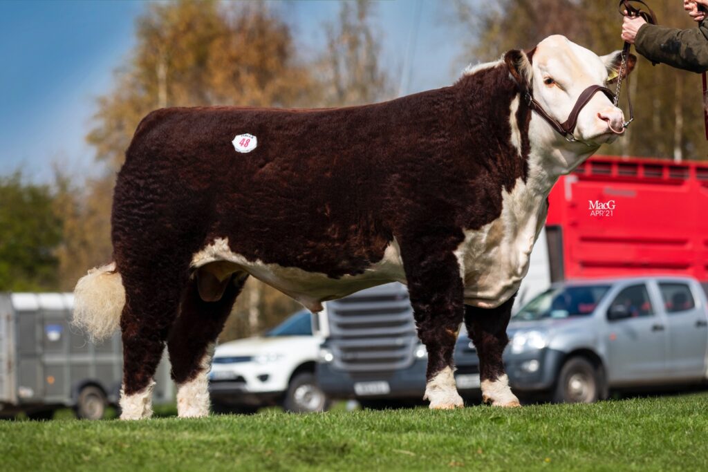 Midford Herefords - South Western Hereford Association